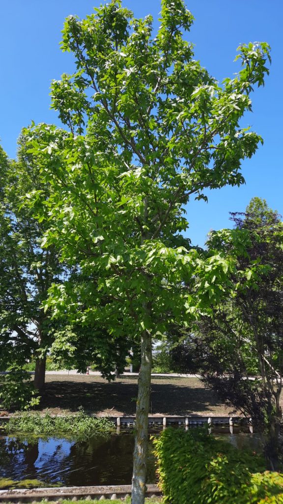 Amerikaanse amberboom (Liquidambar styraciflua 'Worplesdon ...