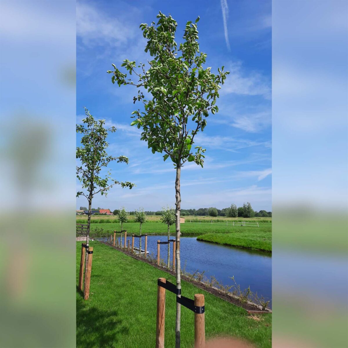 Appelboom 'Beauty of Bath' - Bomenwebwinkel.nl