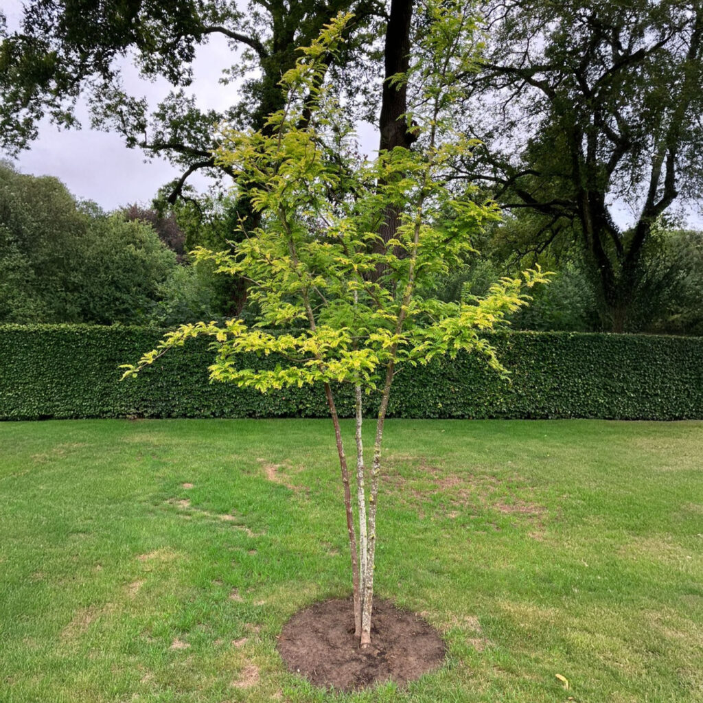 Meerstammige Valse Christusdoorn 'Sunburst' - Bomenwebwinkel.nl