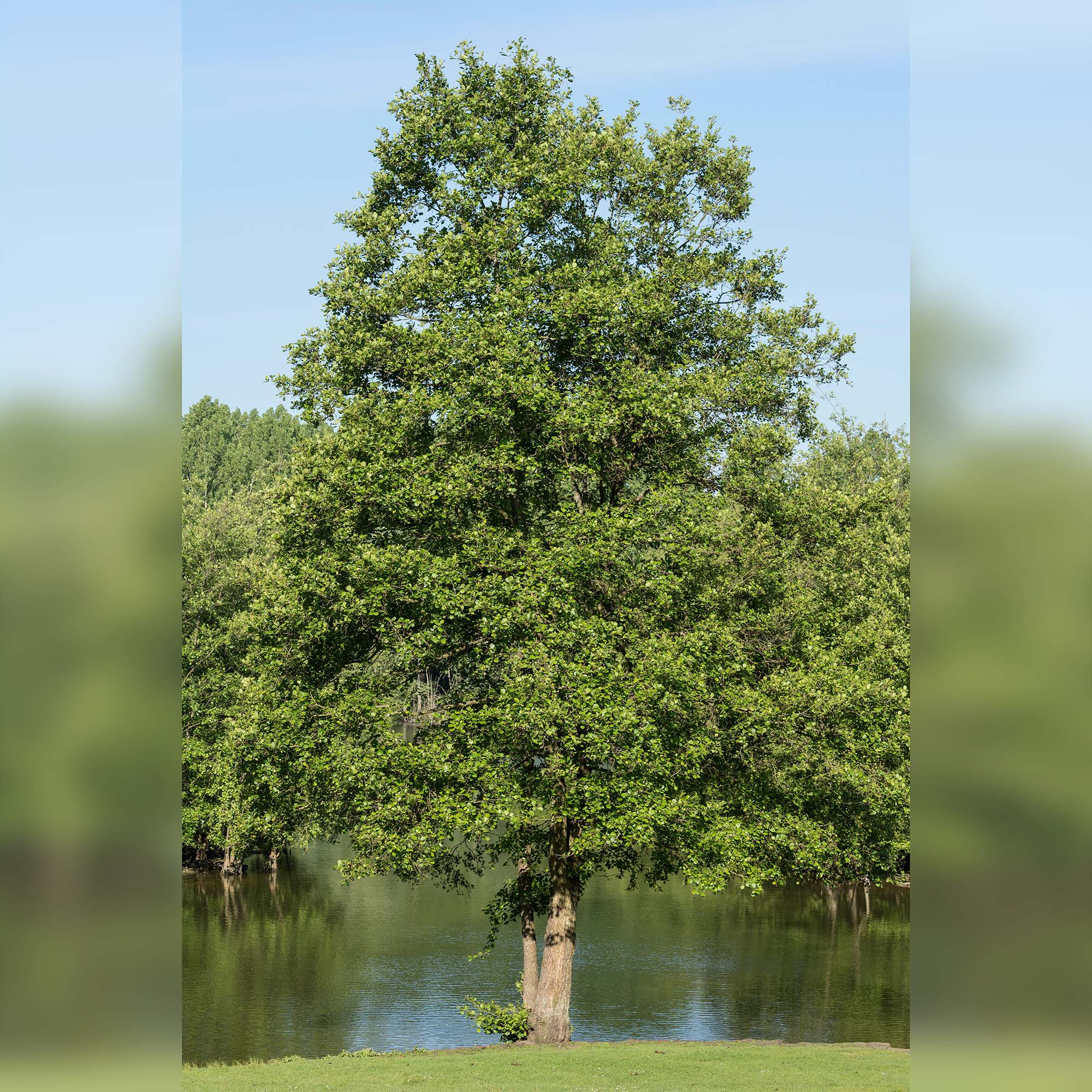 Zwarte els (Alnus glutinosa 'Imperialis') - Bomenwebwinkel.nl